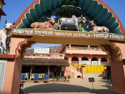 Goshala | Mayapur Live