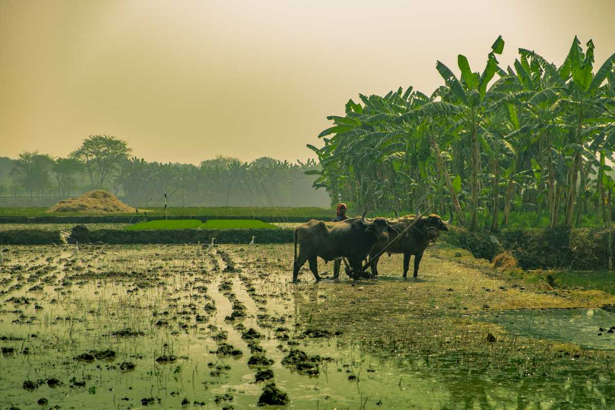 Prithu Kunda(Ballal-dighi) | Mayapur Live